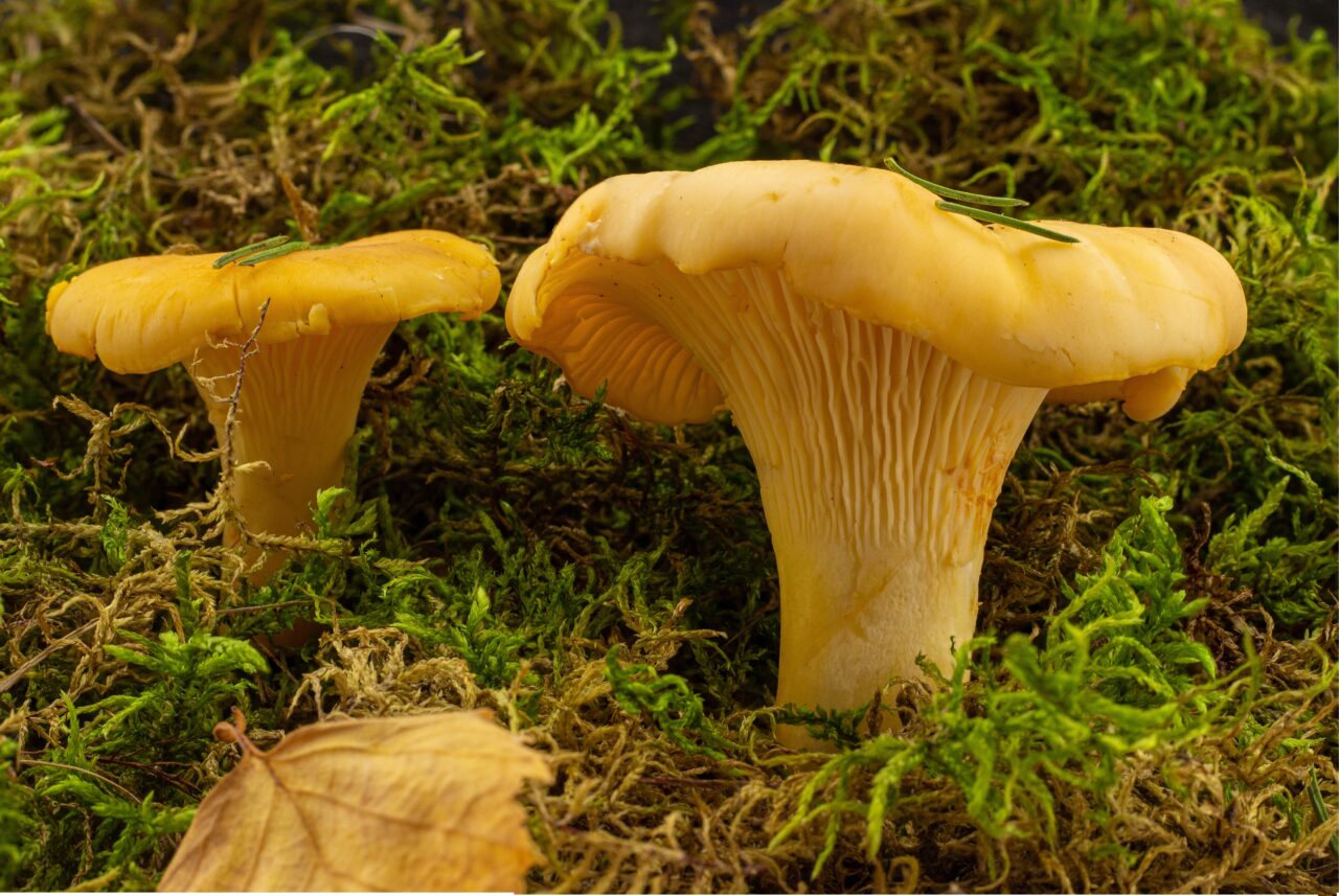 Mushroom - California Golden Chanterelle - California State Capitol Museum